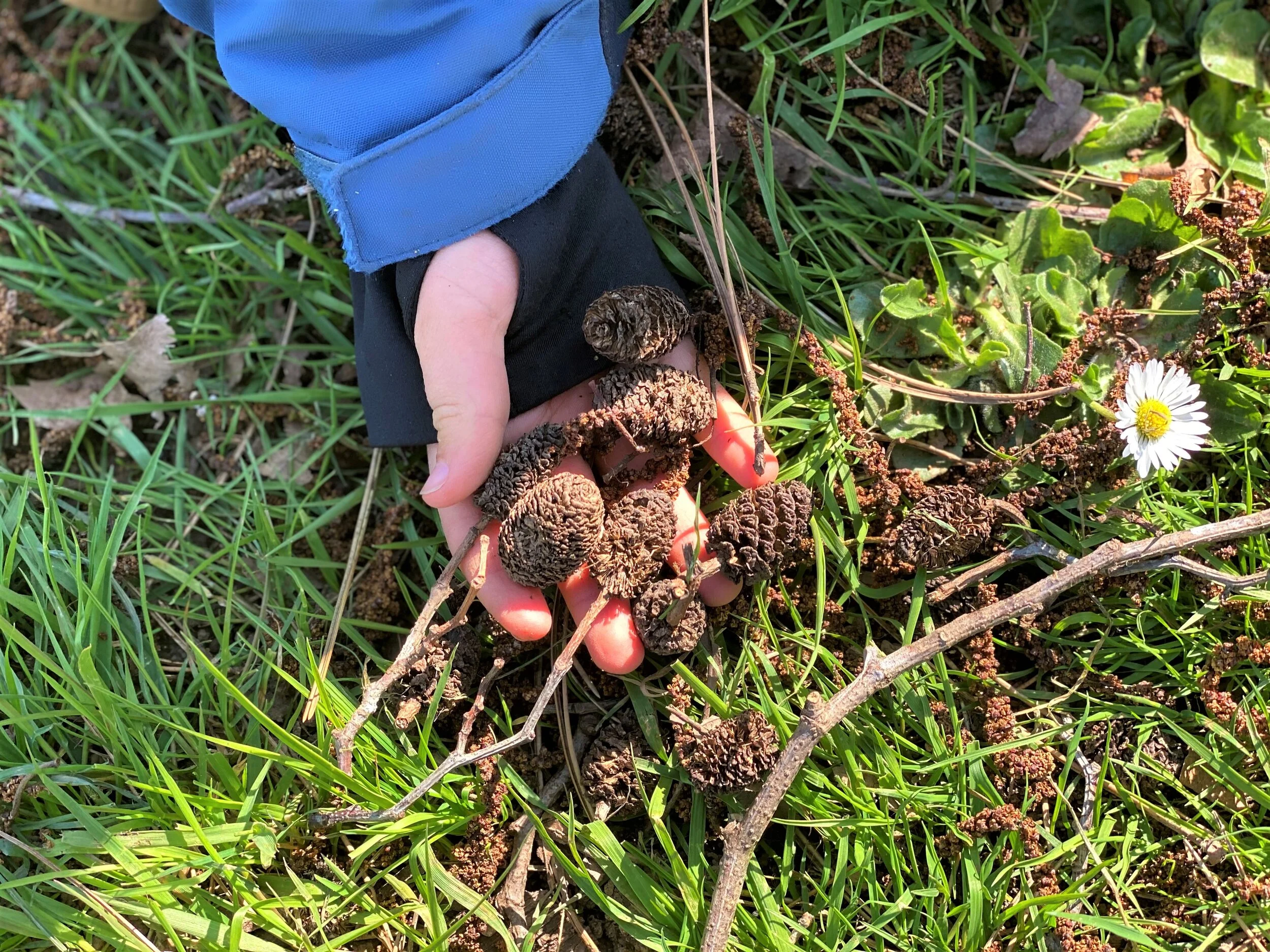 What Is An Alder Cone? , Which trees have catkins and how to ID them ...
