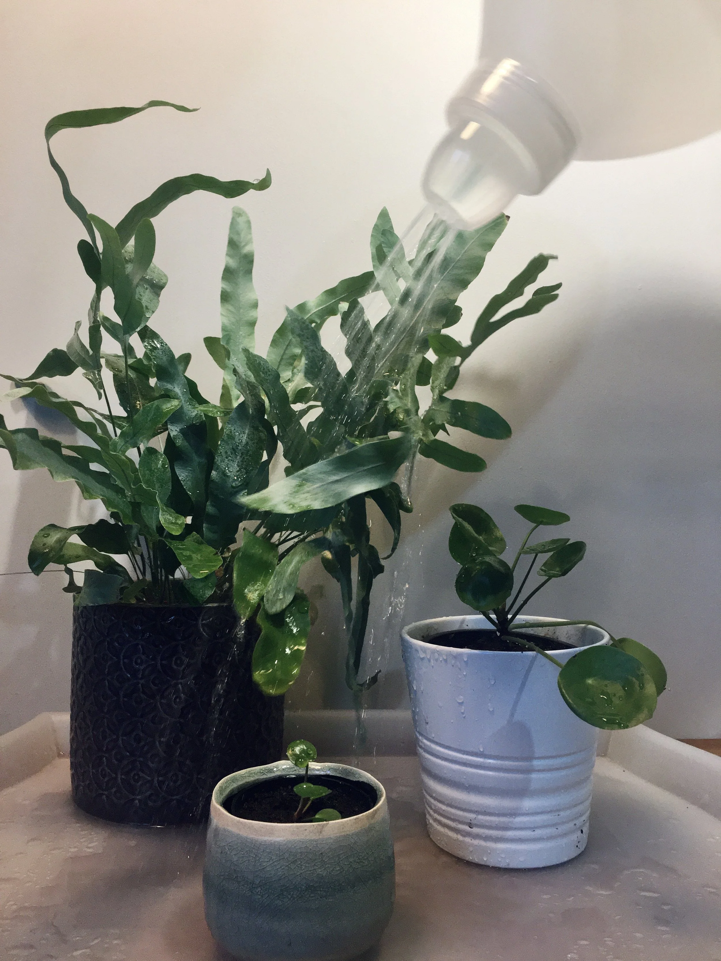 Make an upcycled watering can - Mud & Bloom