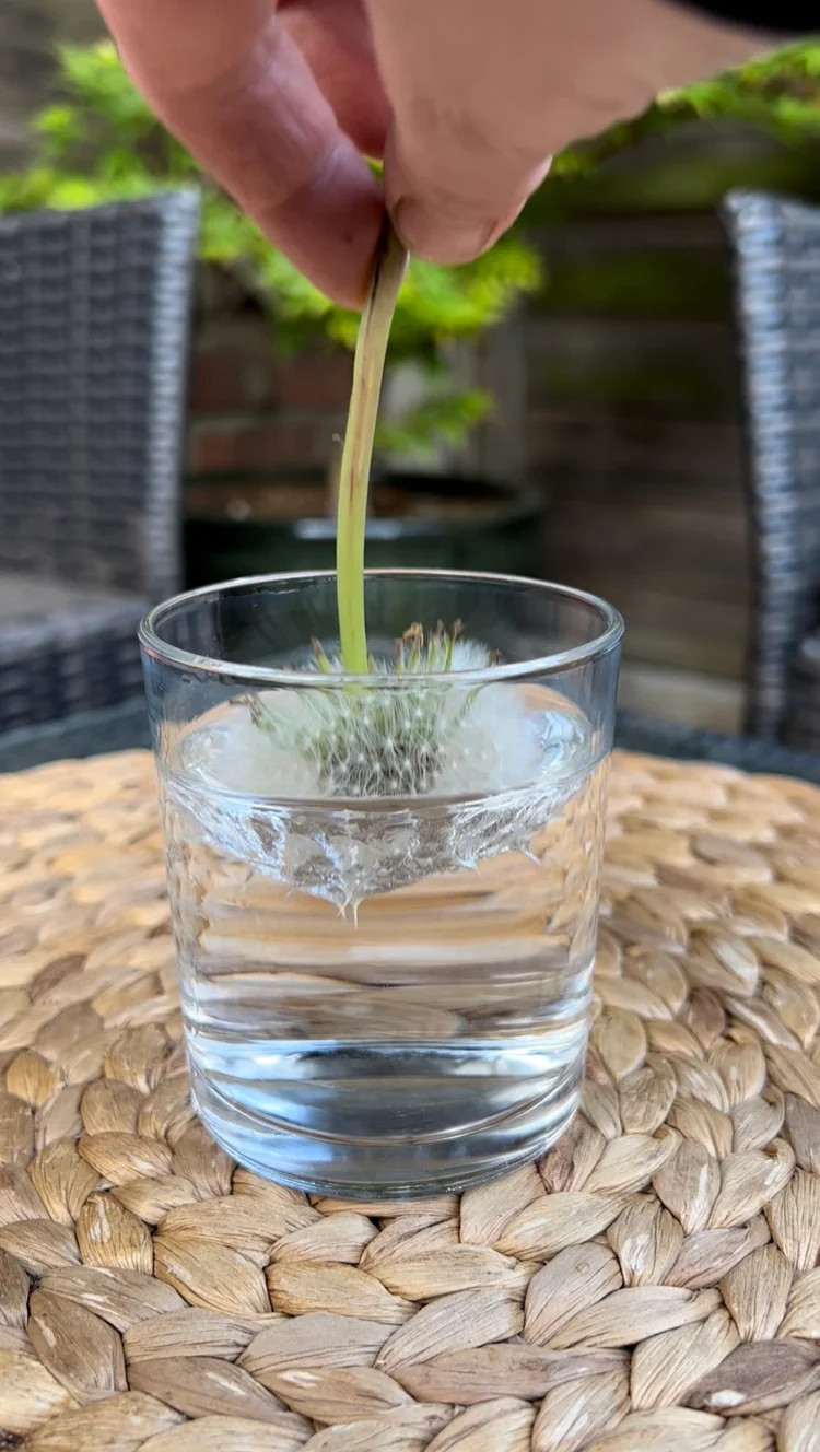 Plant Science Experiments - How Wee Learn