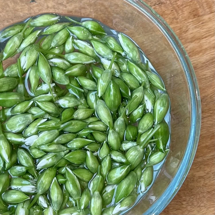 Make pickled wild garlic buds - Mud & Bloom