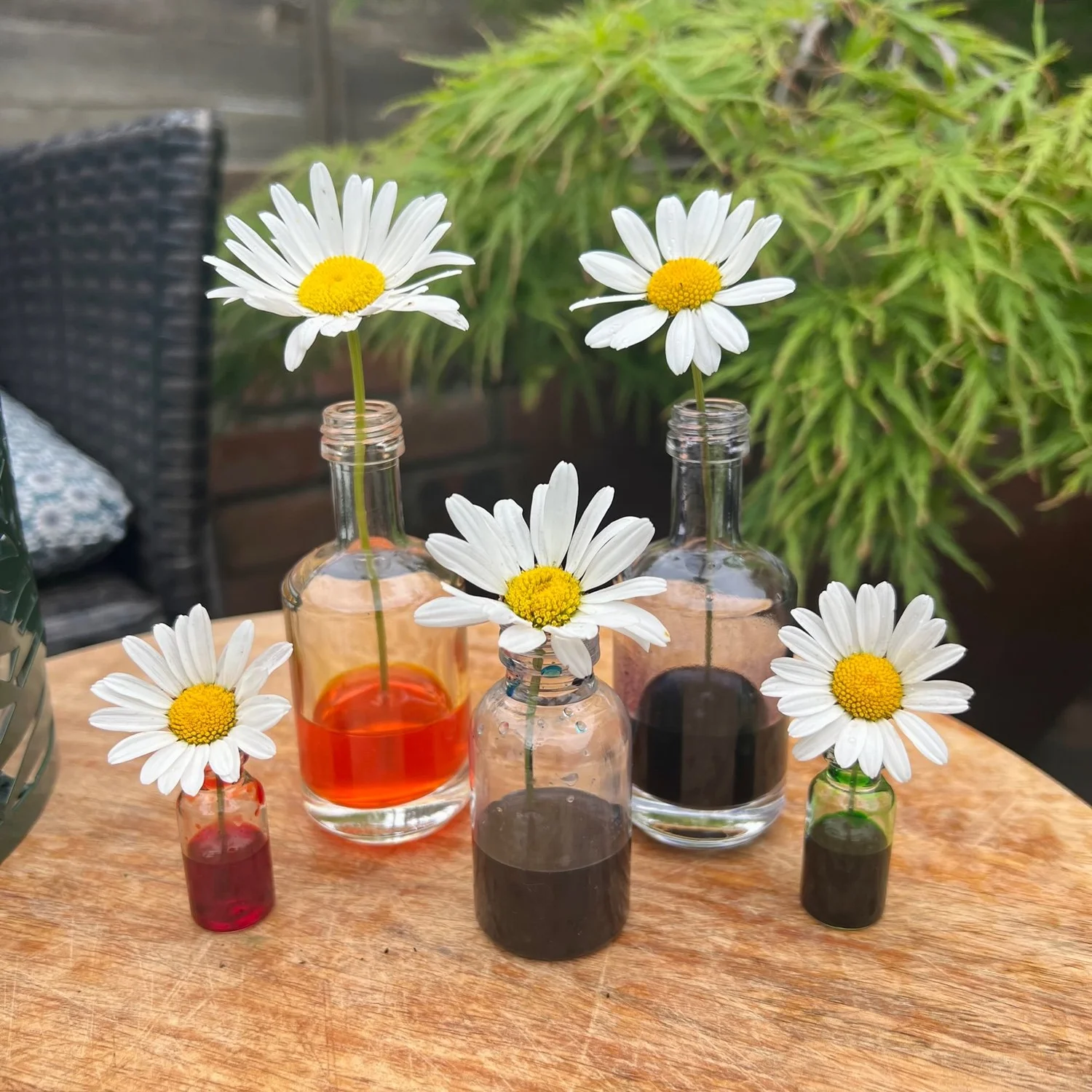 Colour-changing flowers - Mud & Bloom