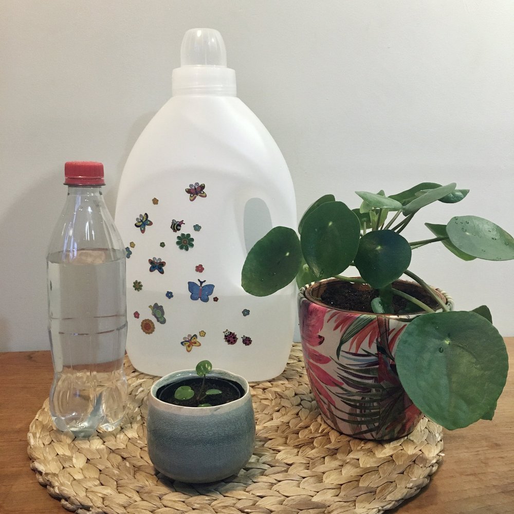 Make an upcycled watering can - Mud & Bloom