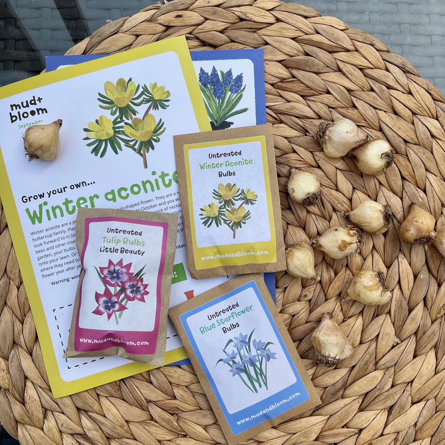 How to plant a spring bulb lasagne - Mud & Bloom