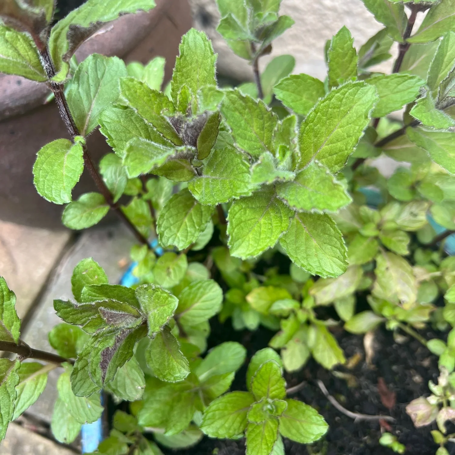 Homemade mint and lemon sugar scrub - Mud & Bloom
