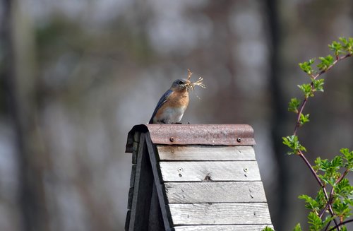Make a natural nesting material dispenser - Mud & Bloom