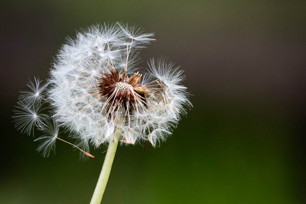 Everlasting dandelion clocks - Mud & Bloom