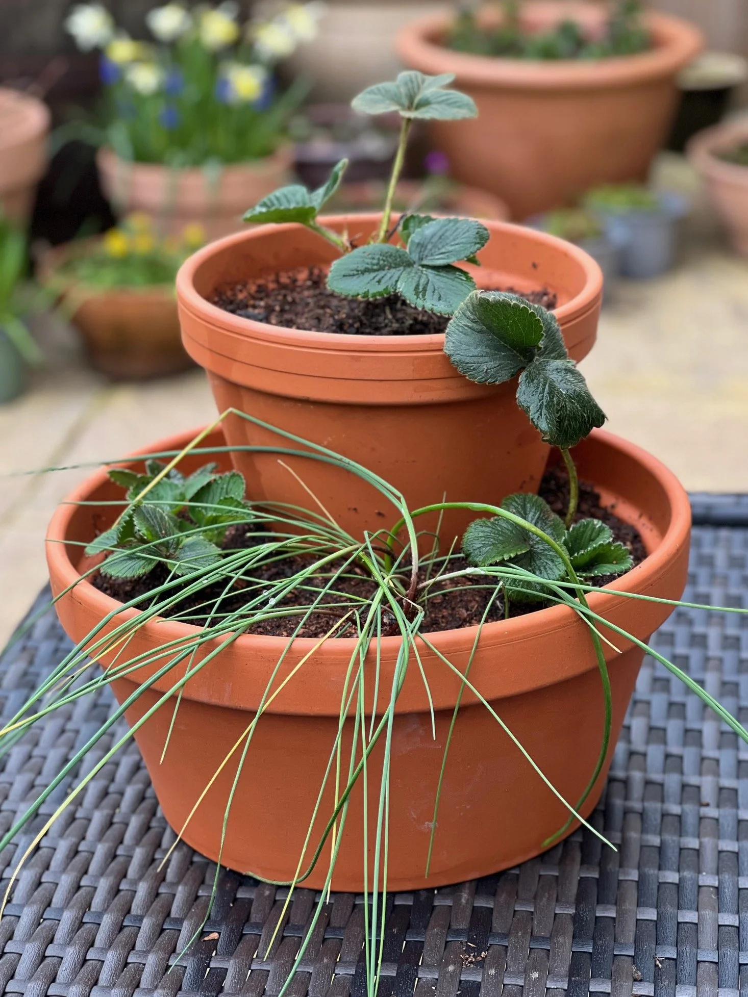 Growing Strawberries in Pots - Mud & Bloom