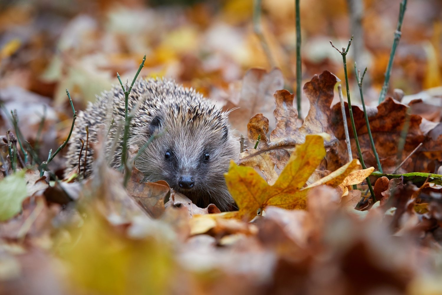 Wildlife-friendly gardening tips for autumn - Mud & Bloom
