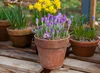 Planting layered bulbs in pots - Mud & Bloom
