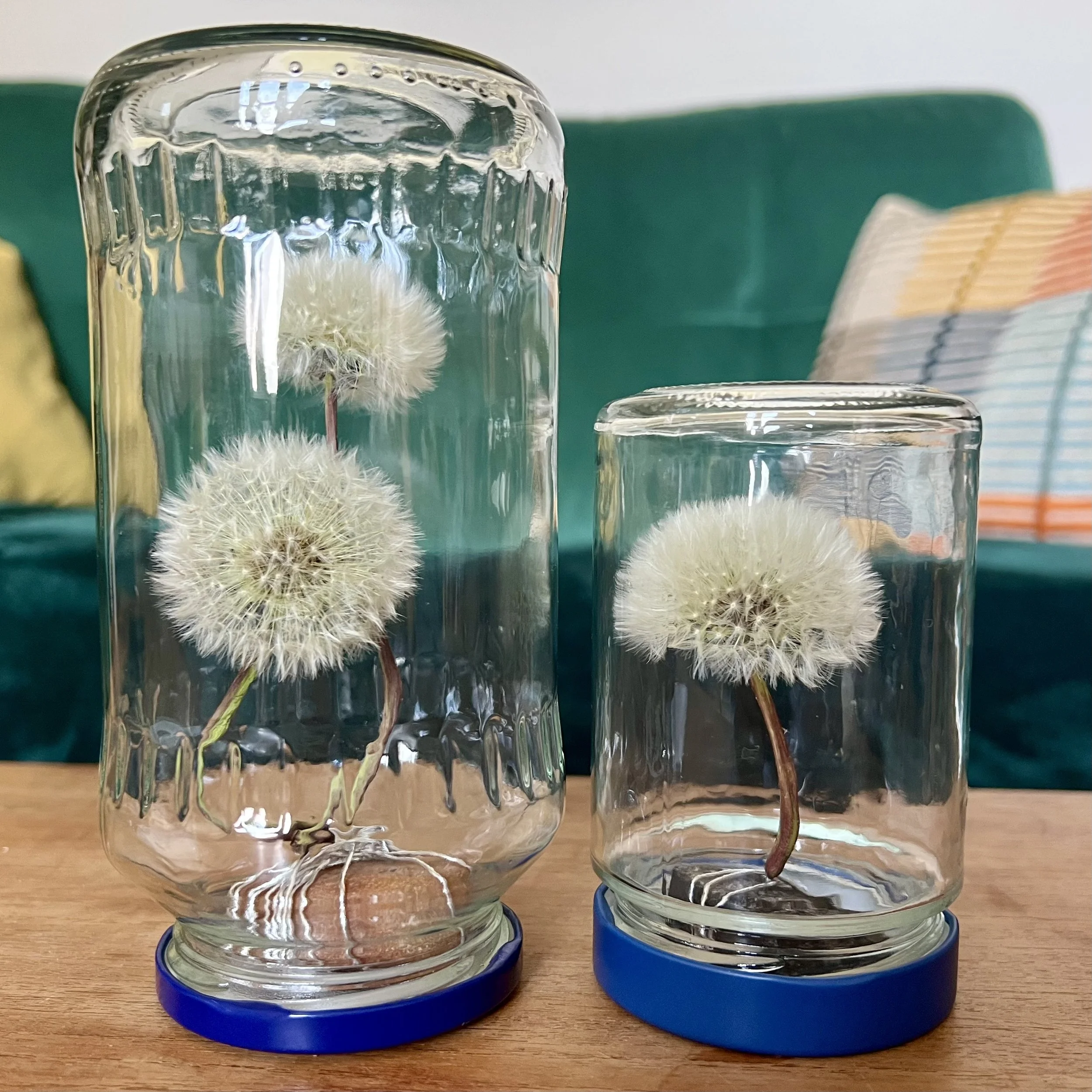 Everlasting dandelion clocks - Mud & Bloom