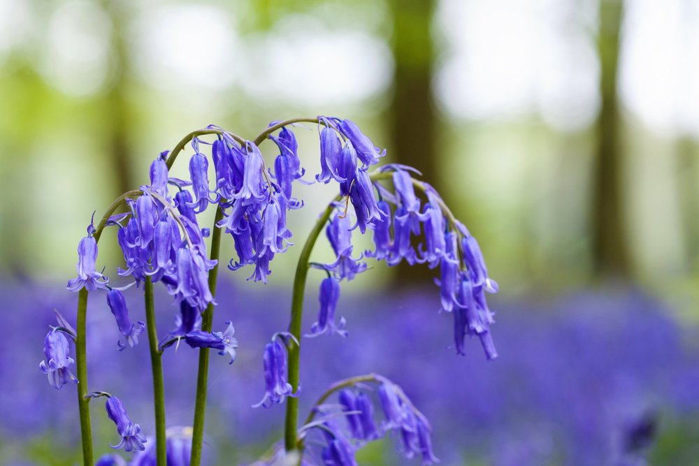 Identifying English and Spanish bluebells - Mud & Bloom