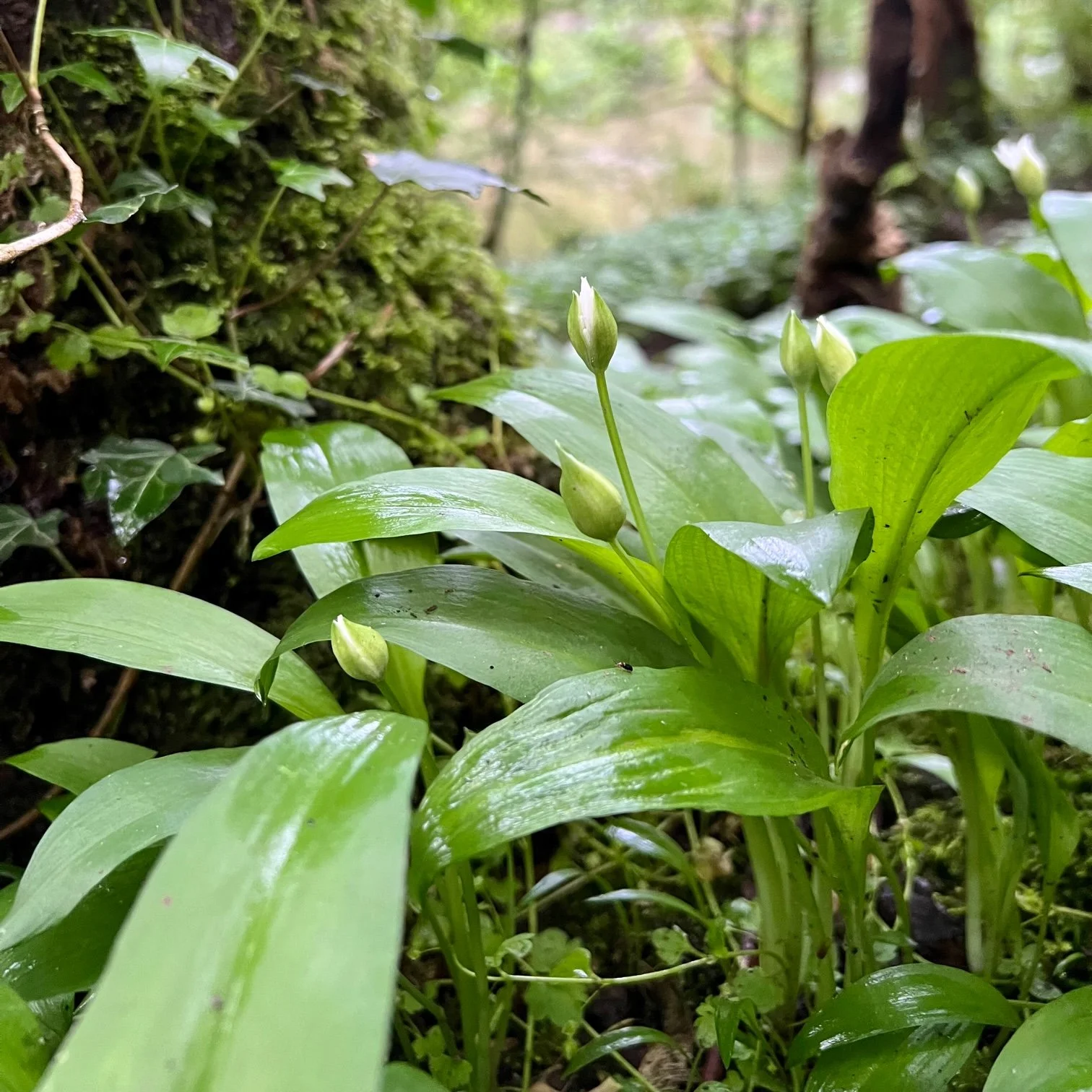 Make pickled wild garlic buds - Mud & Bloom