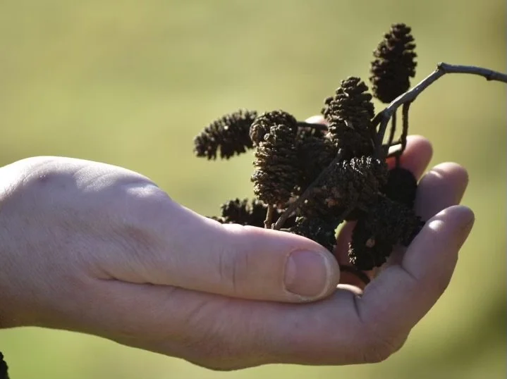 Make your own alder cone ink and dip pen - Mud & Bloom