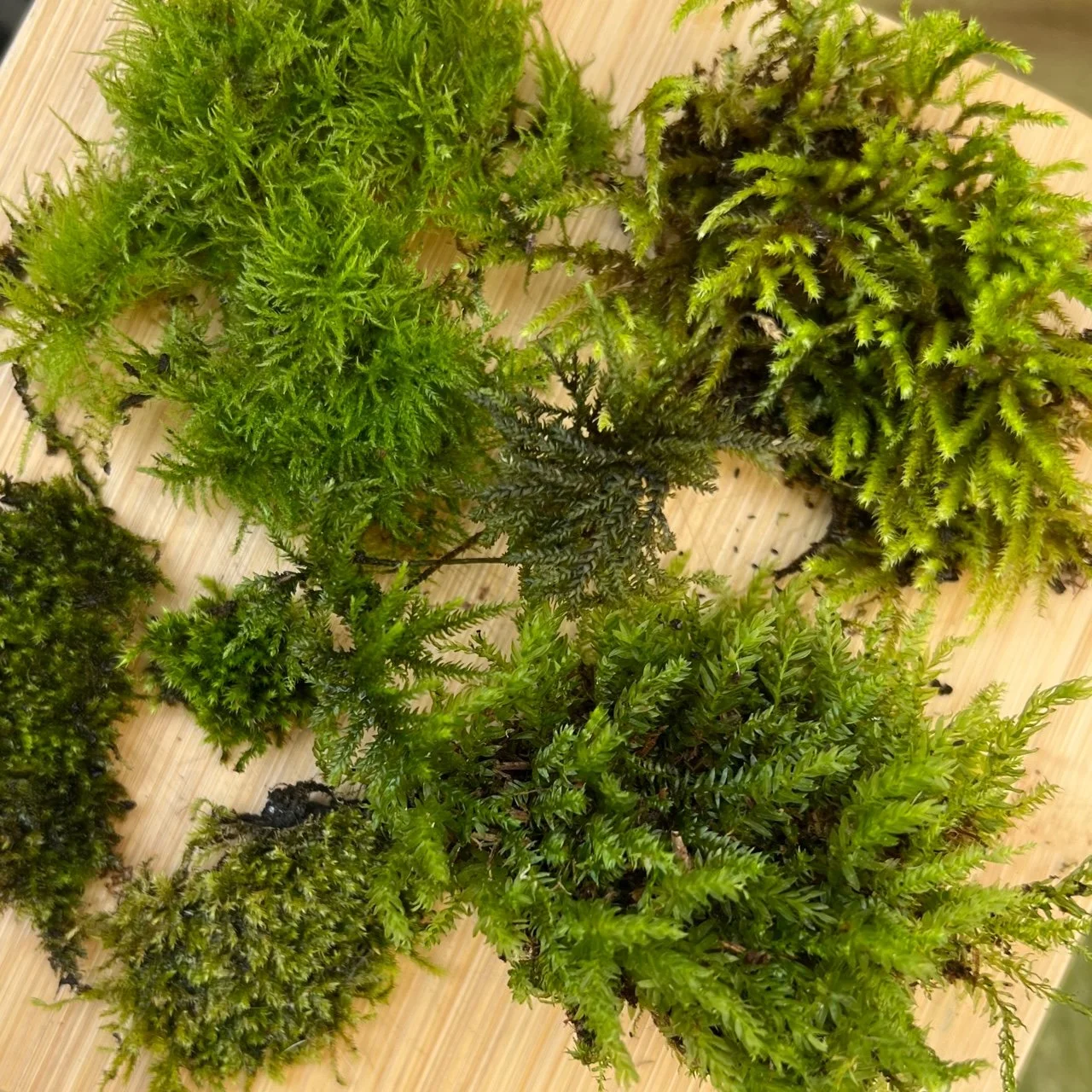 Make a miniature mossarium - Mud & Bloom