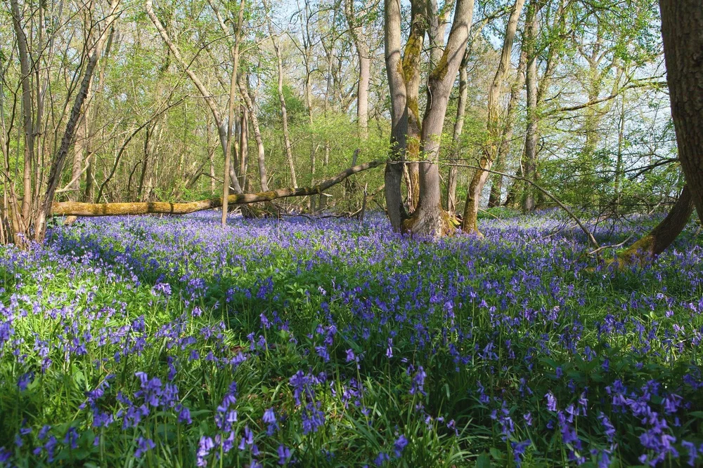 Identifying English and Spanish bluebells - Mud & Bloom
