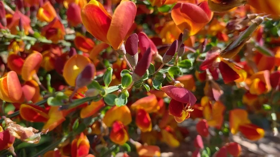 Meridee Winters School of Music