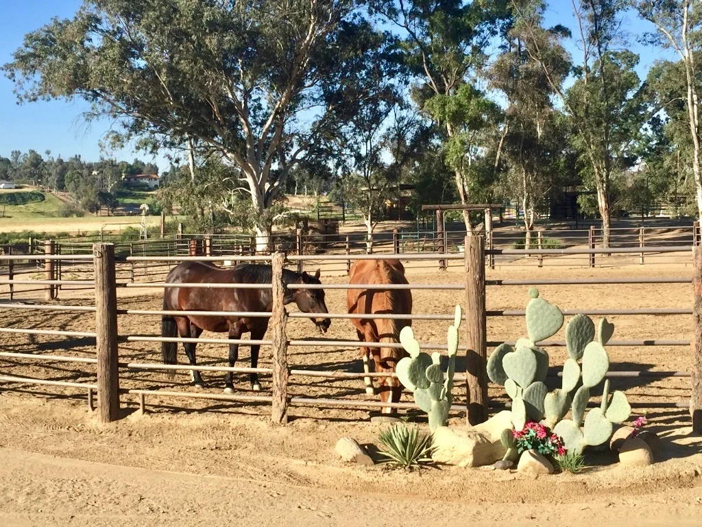 Photo Gallery — Rocking T Ranch