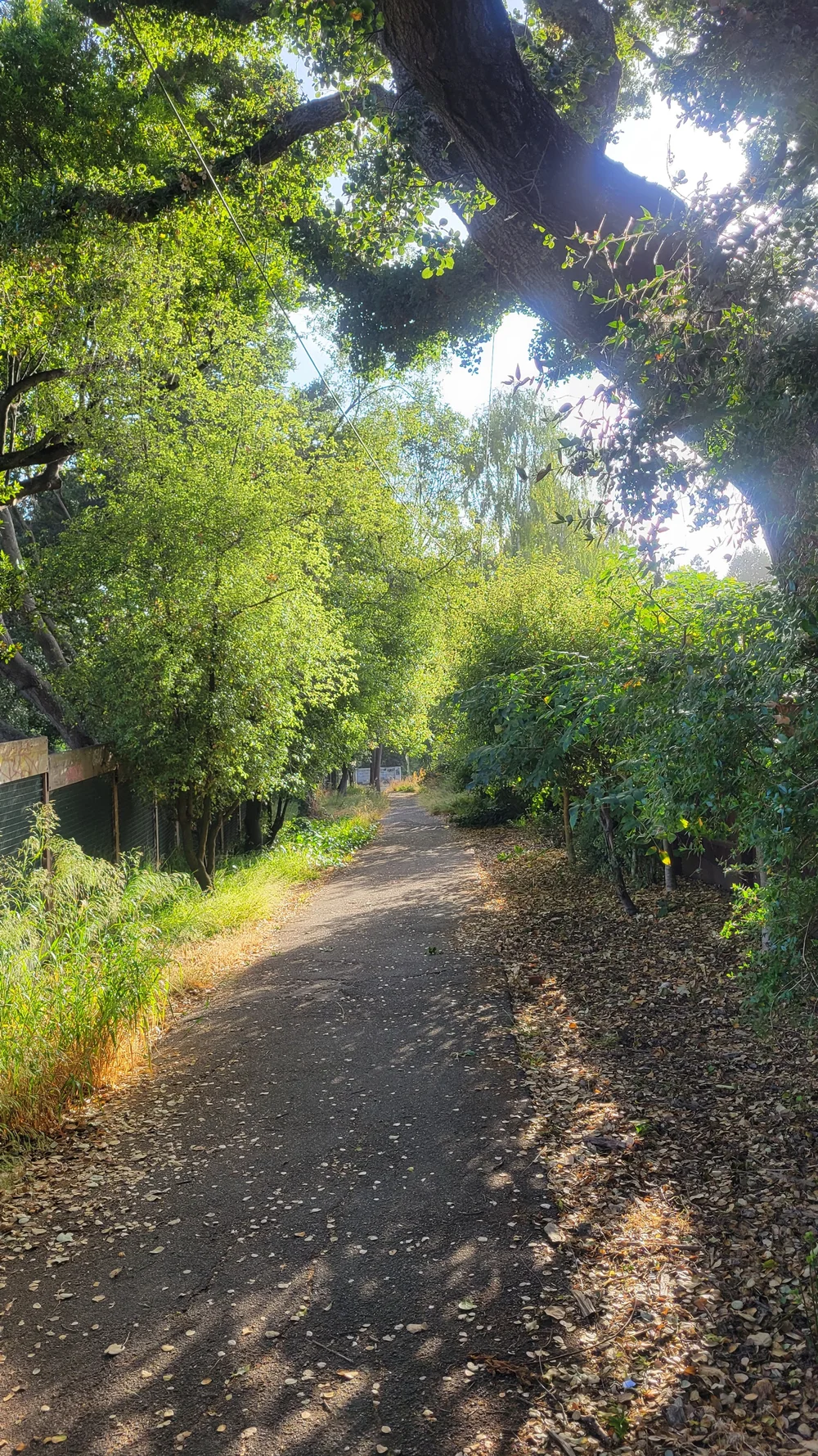Berryman Path - Upper | Discover Local Walking Trails — Join Us Now ...