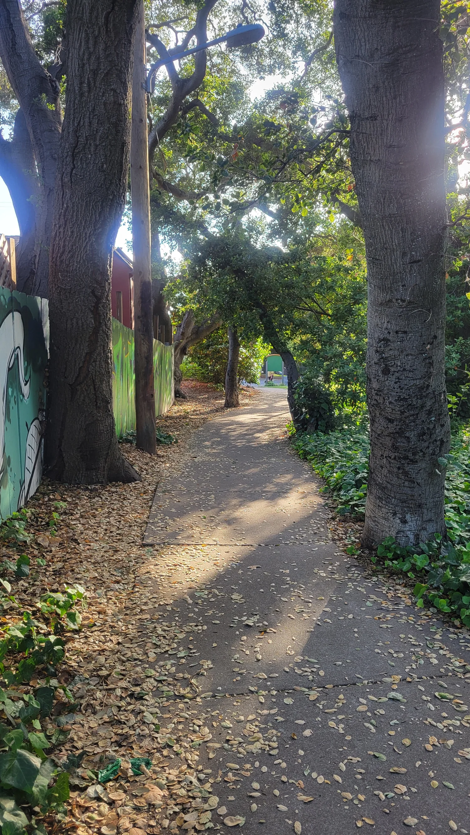 Berryman Path - Middle | Discover Trails - Join Our Walks — Berkeley ...