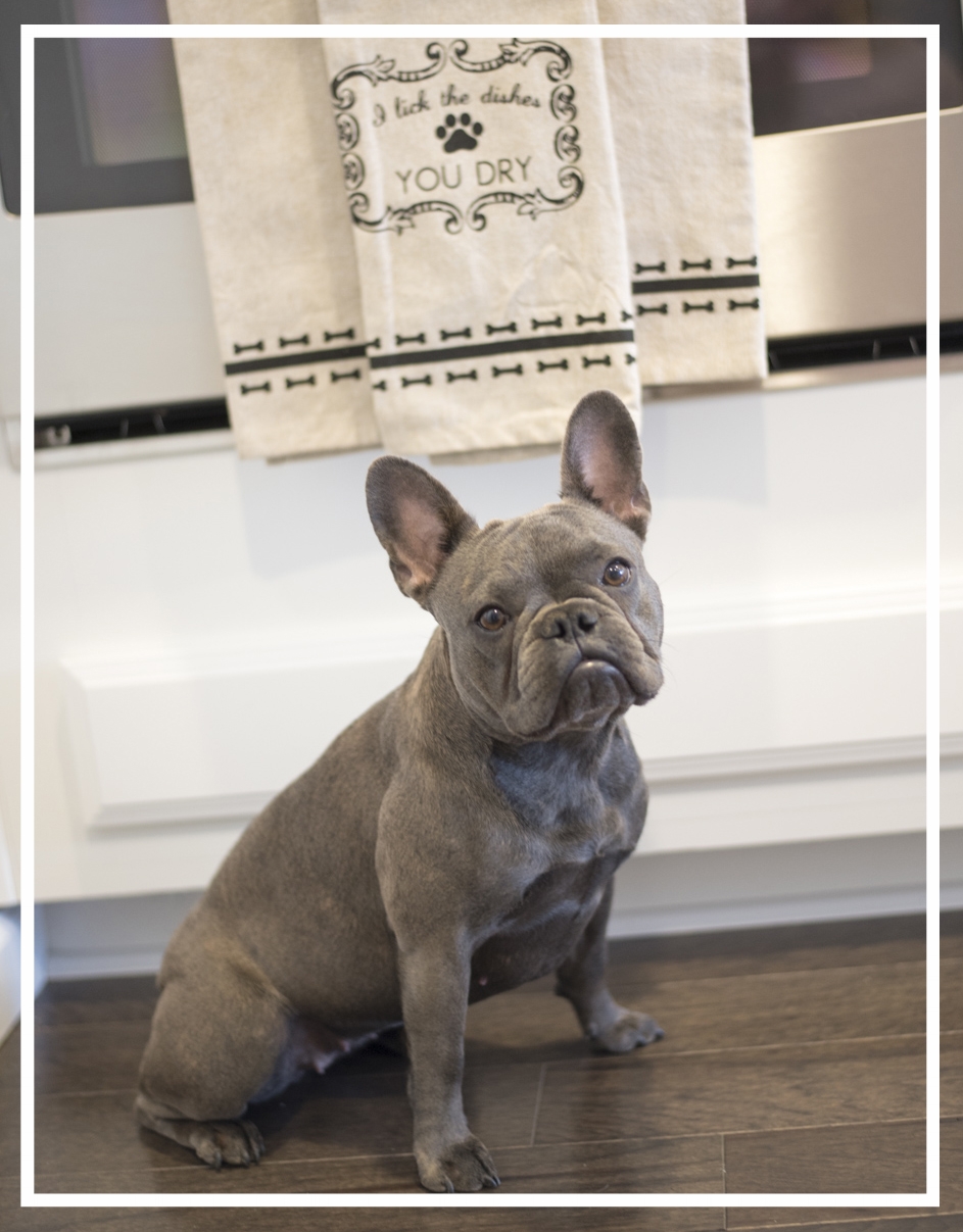 Do French Bulldogs Bark