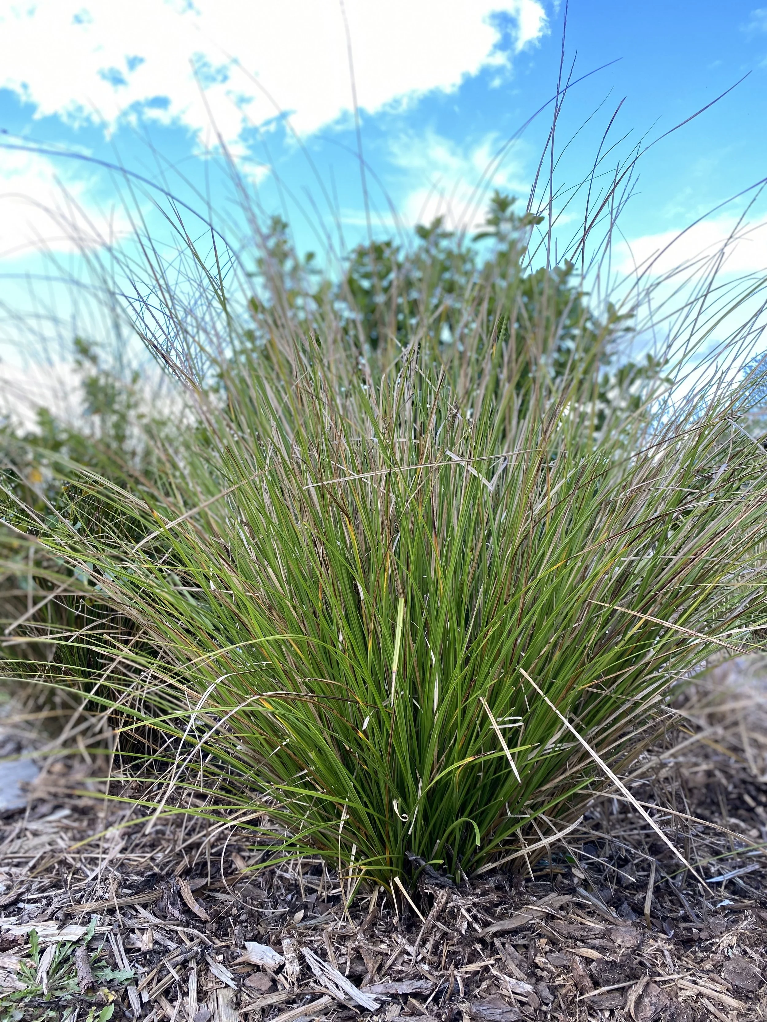 Nursery — Pūniu River Care | River Care Group & Native Plant Nursery