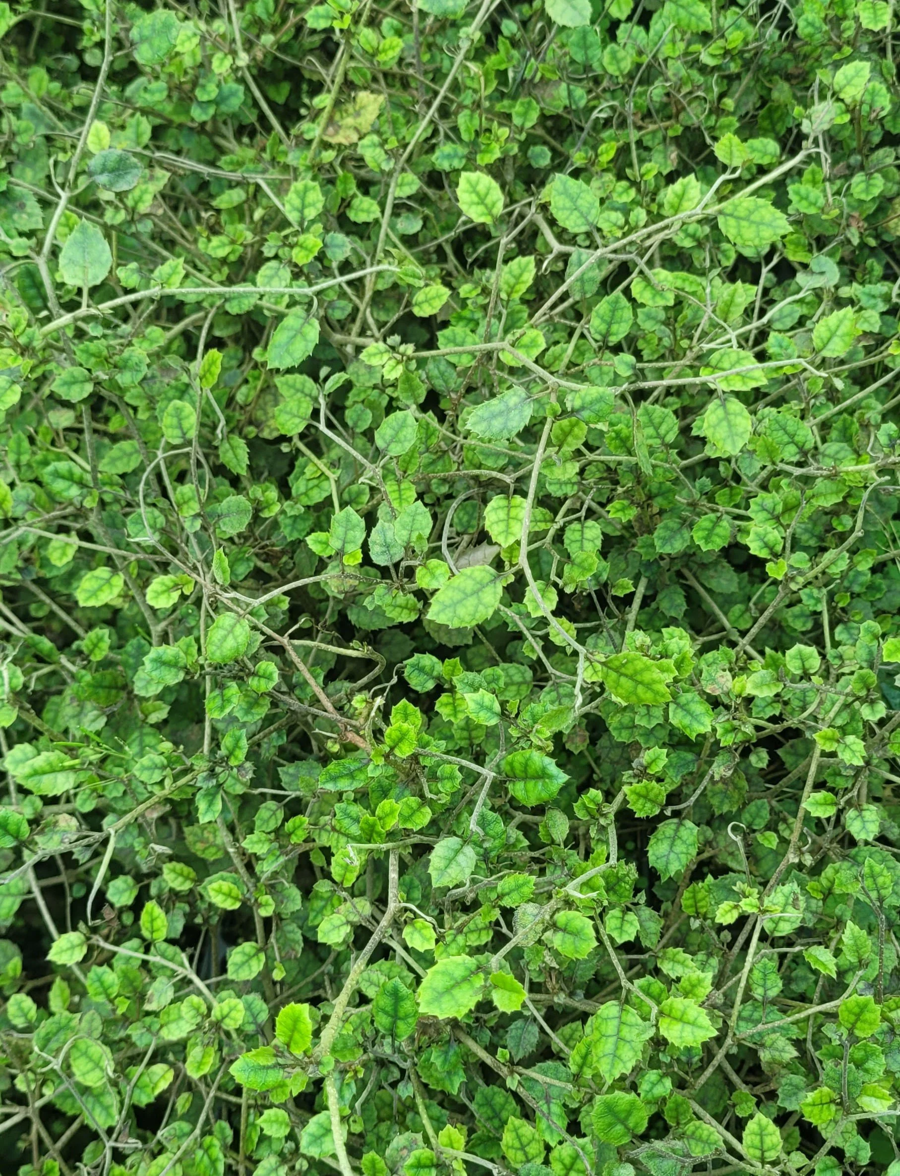 Nursery — Pūniu River Care | River Care Group & Native Plant Nursery