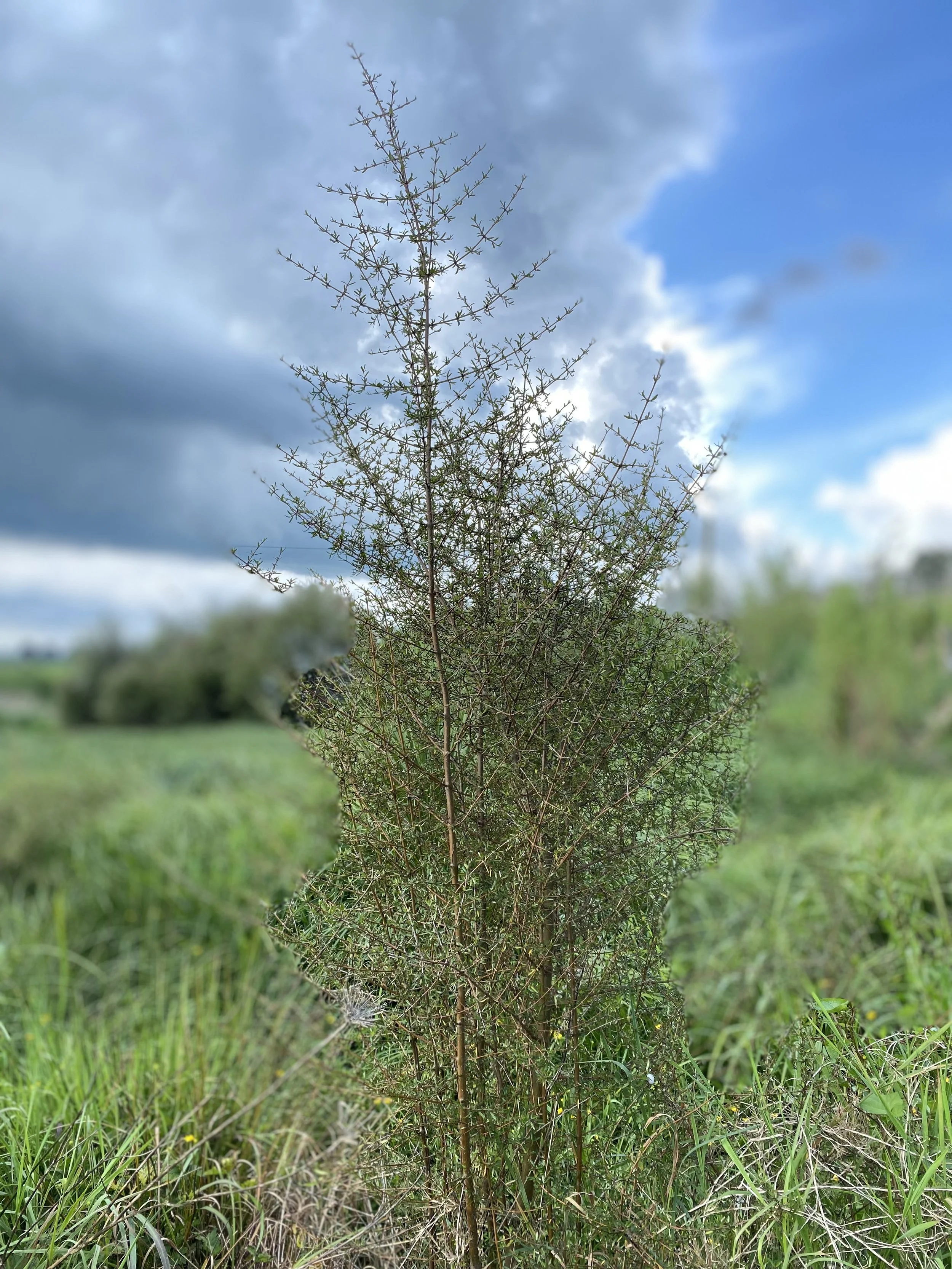 Nursery — Pūniu River Care | River Care Group & Native Plant Nursery