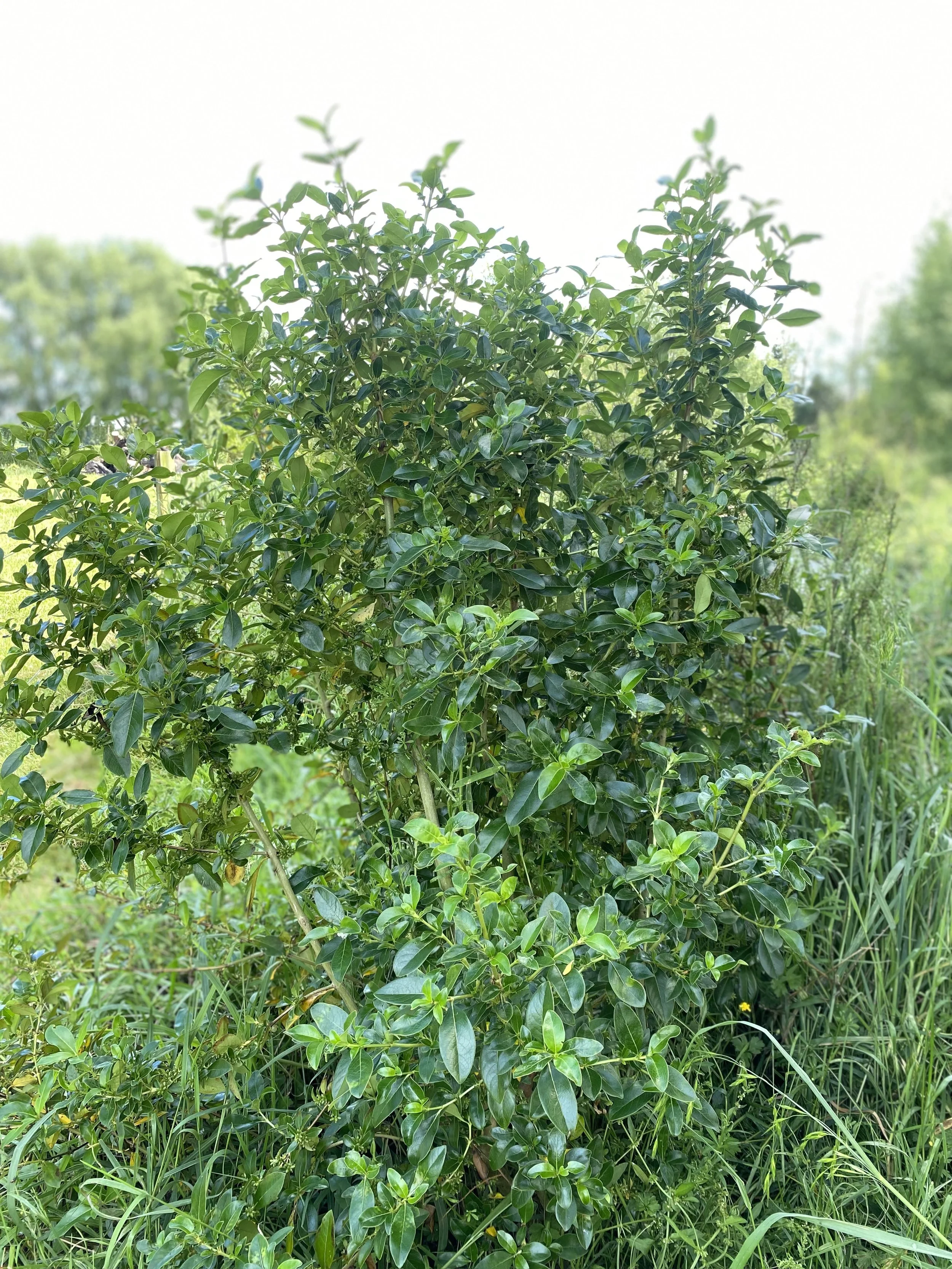 Nursery — Pūniu River Care