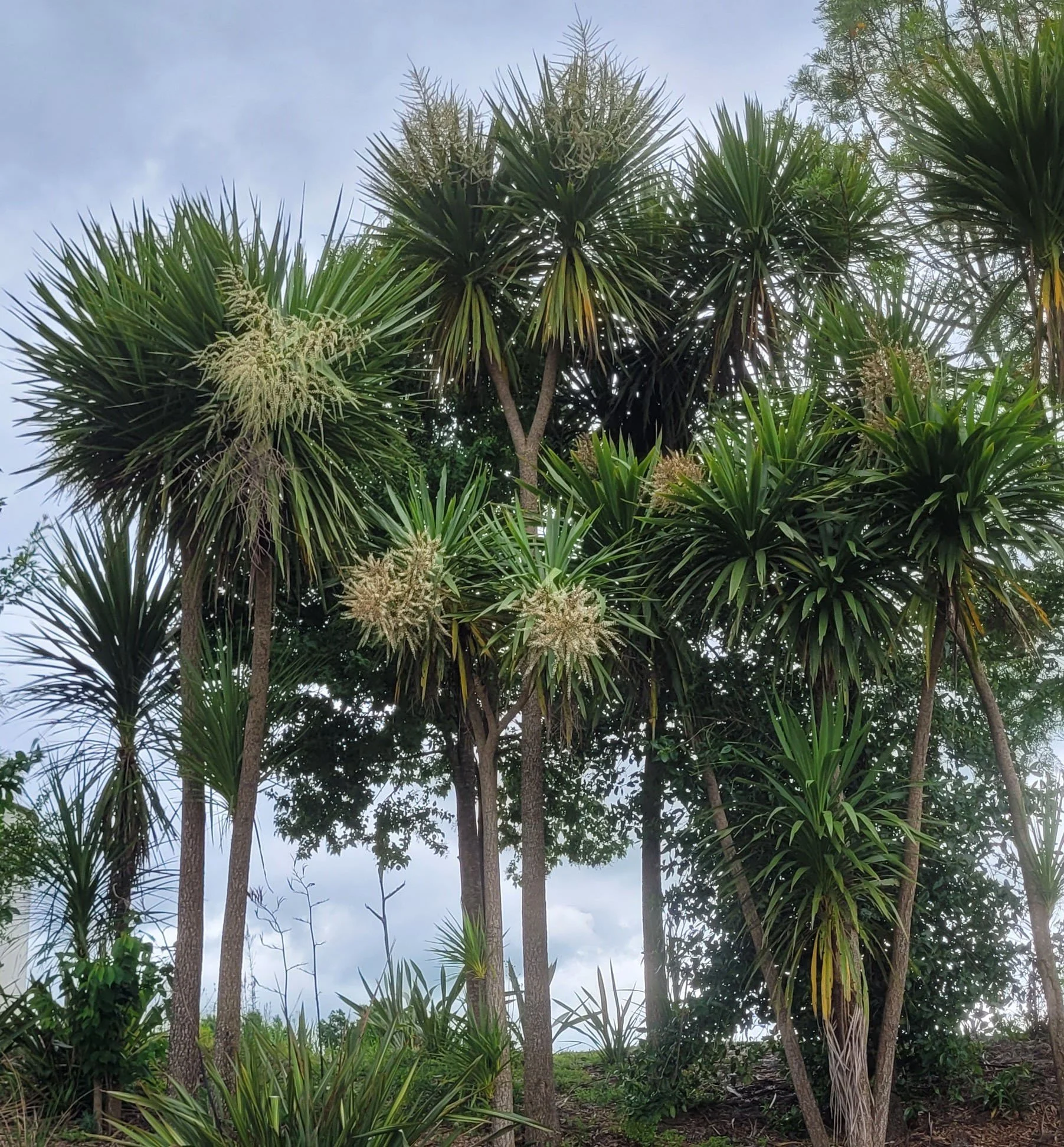 Nursery — Pūniu River Care | River Care Group & Native Plant Nursery