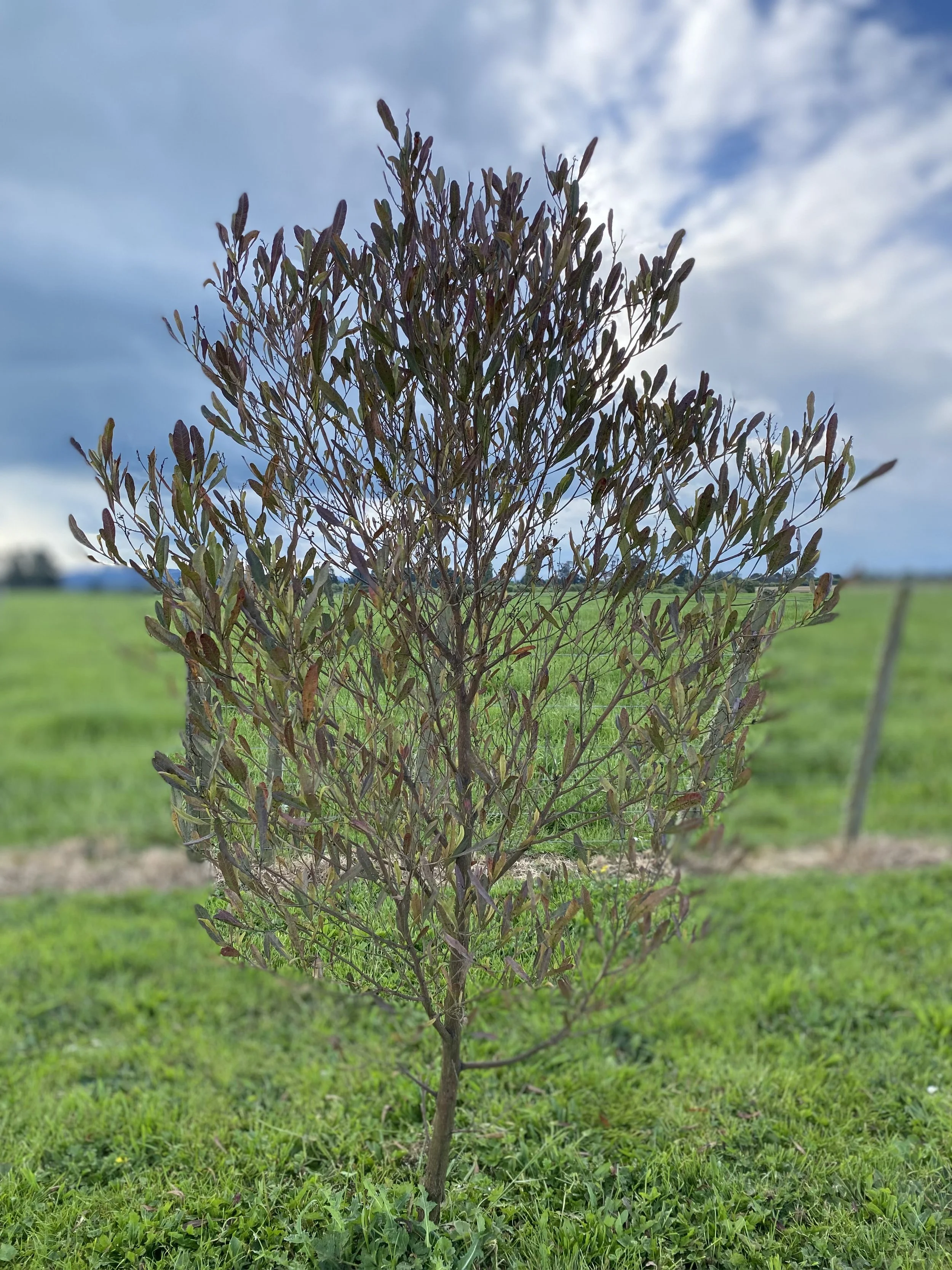 Nursery — Pūniu River Care | River Care Group & Native Plant Nursery