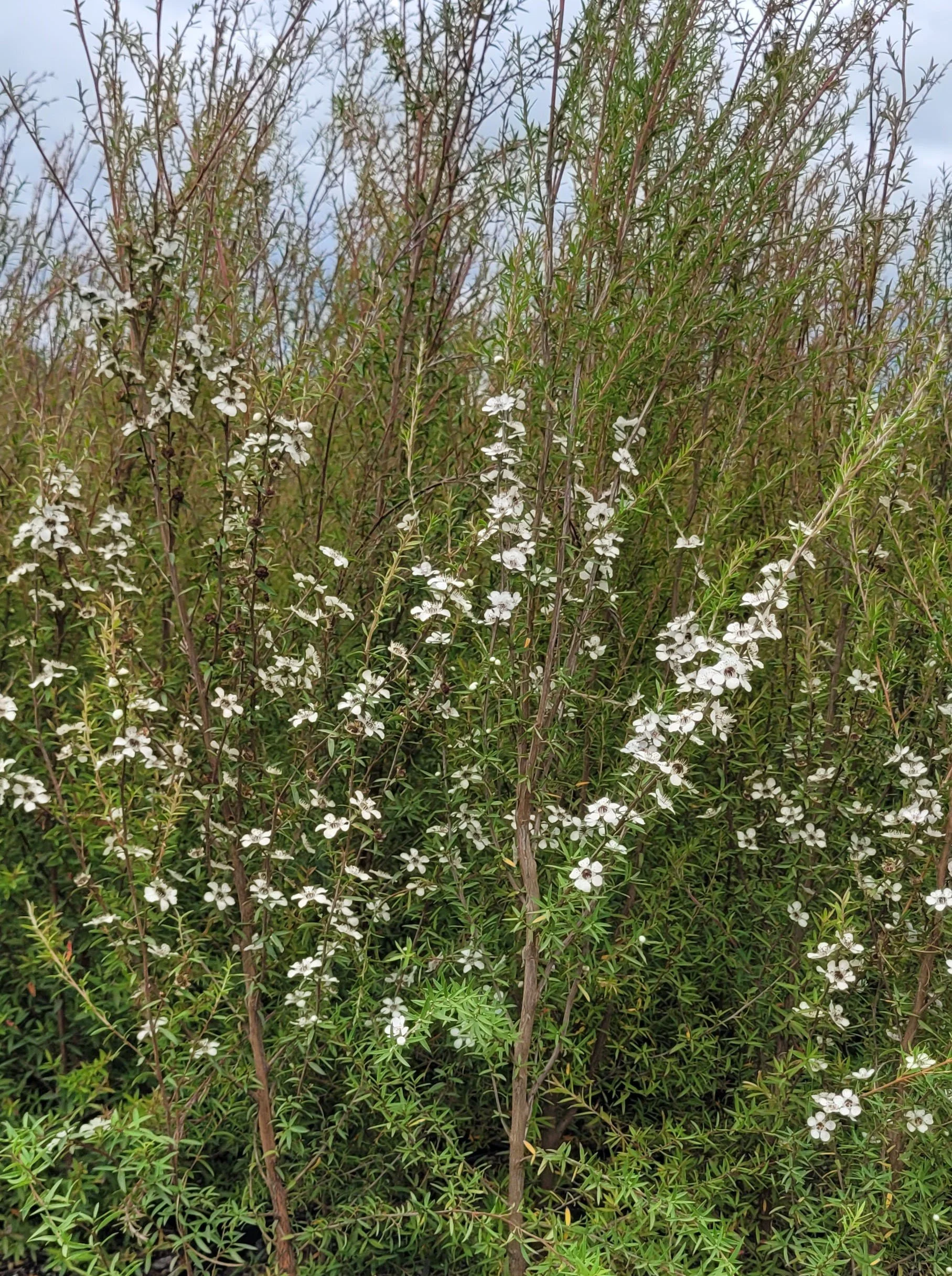 Nursery — Pūniu River Care