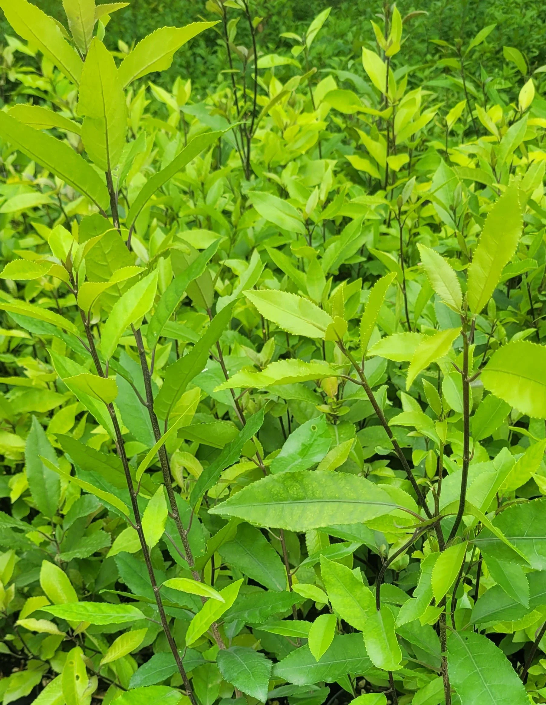 Nursery — Pūniu River Care | River Care Group & Native Plant Nursery