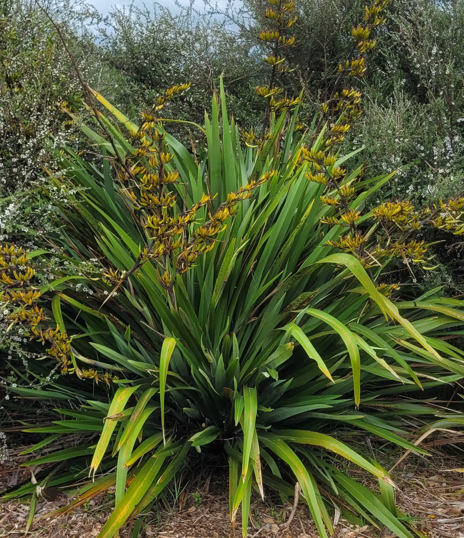 Nursery — Pūniu River Care