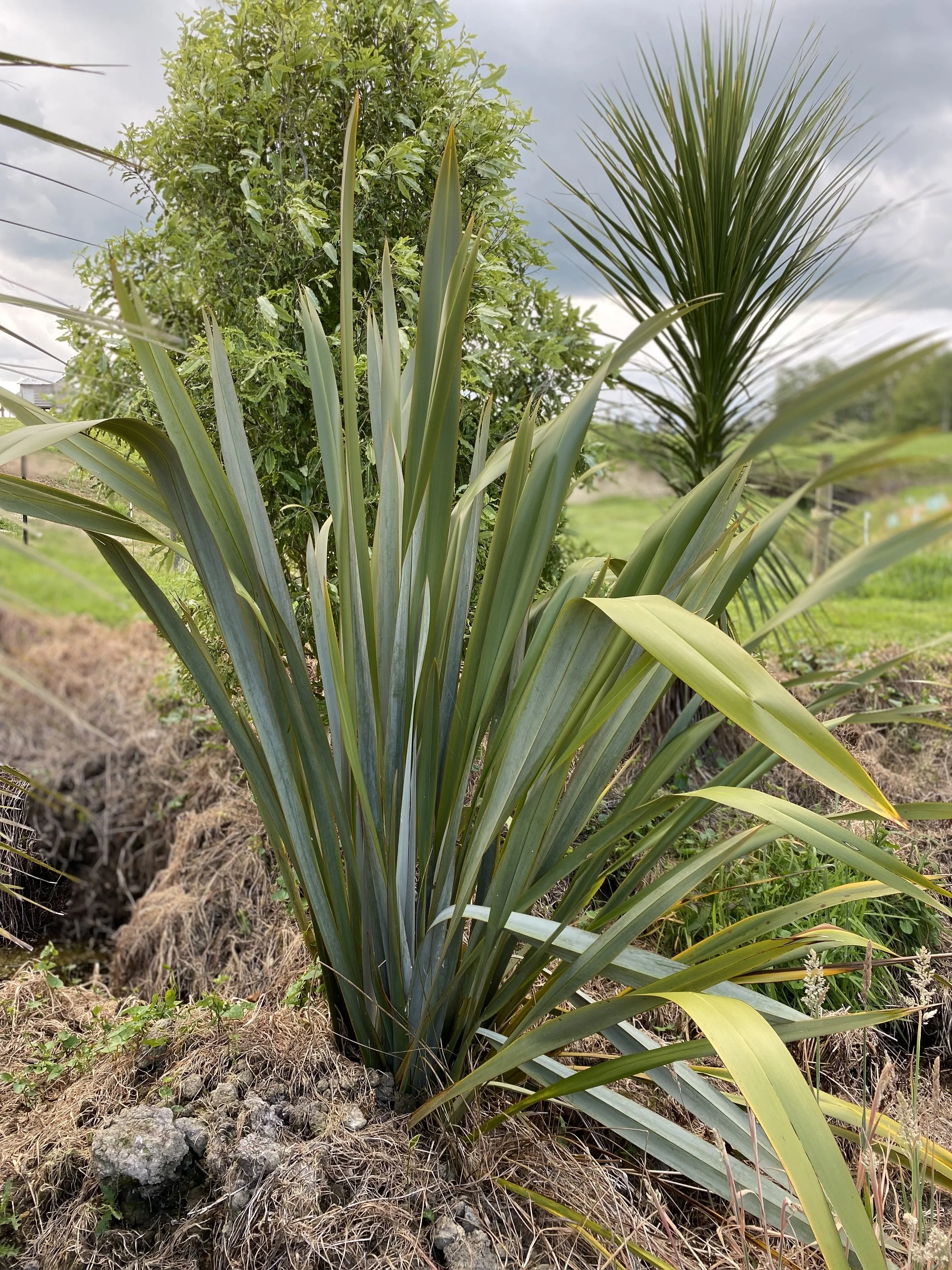 Nursery — Pūniu River Care | River Care Group & Native Plant Nursery