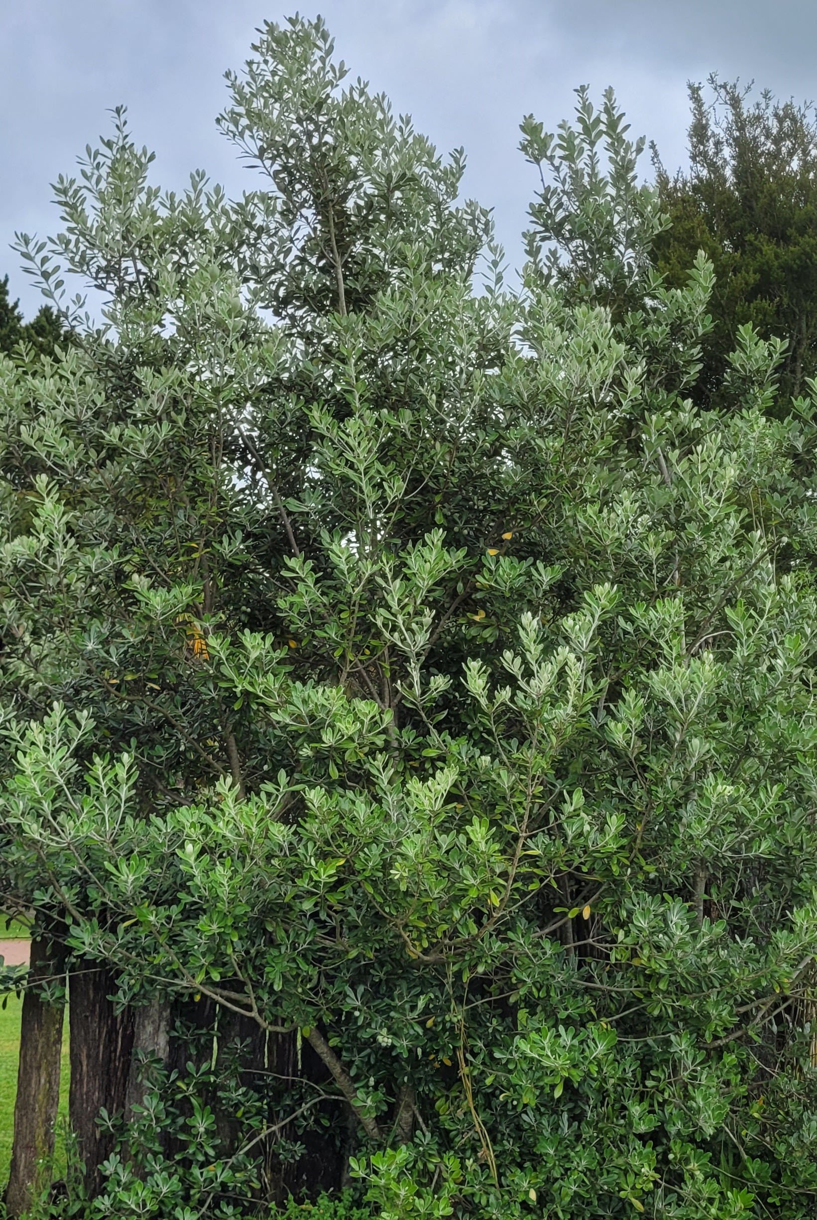 Nursery — Pūniu River Care | River Care Group & Native Plant Nursery