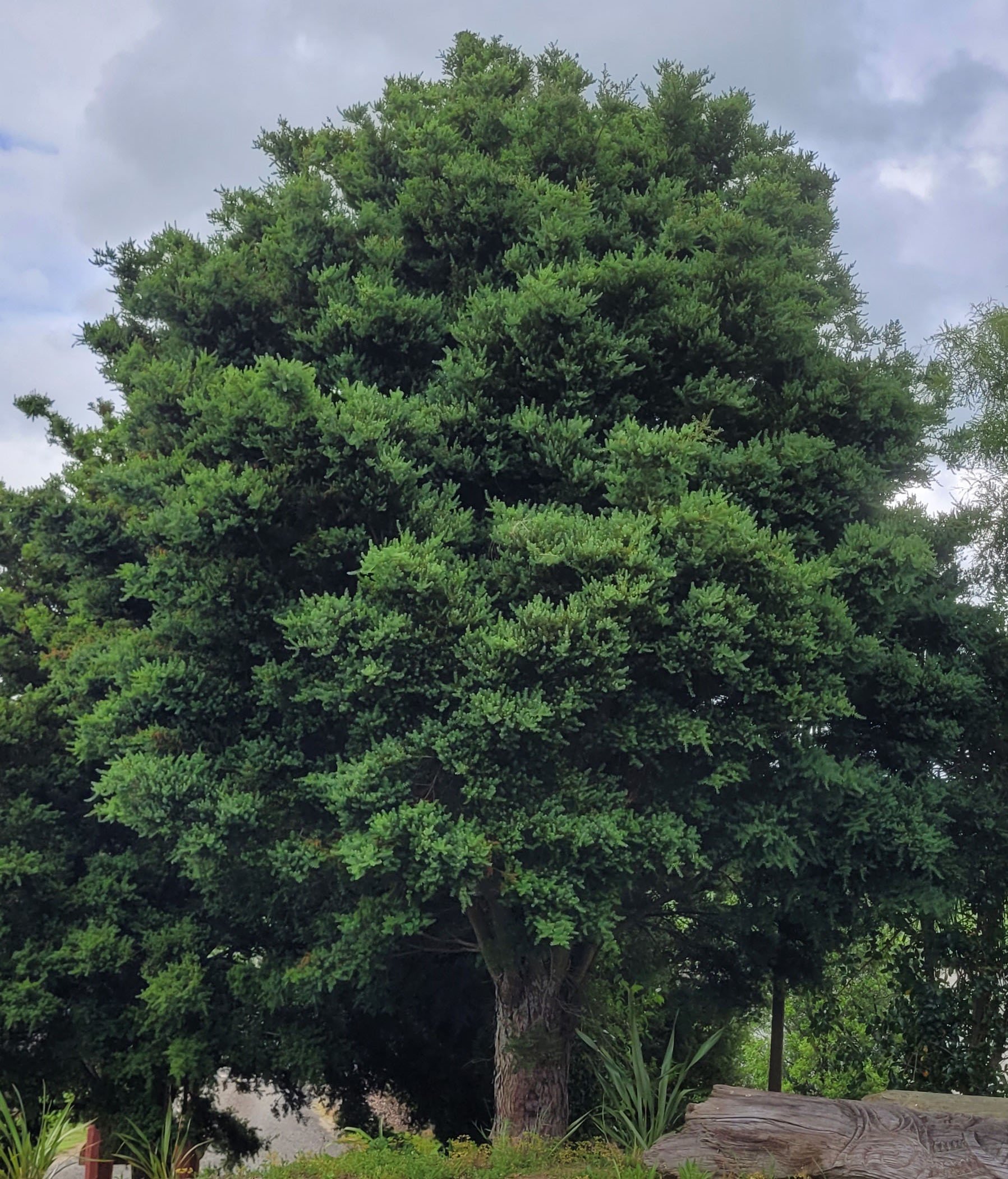 Nursery — Pūniu River Care