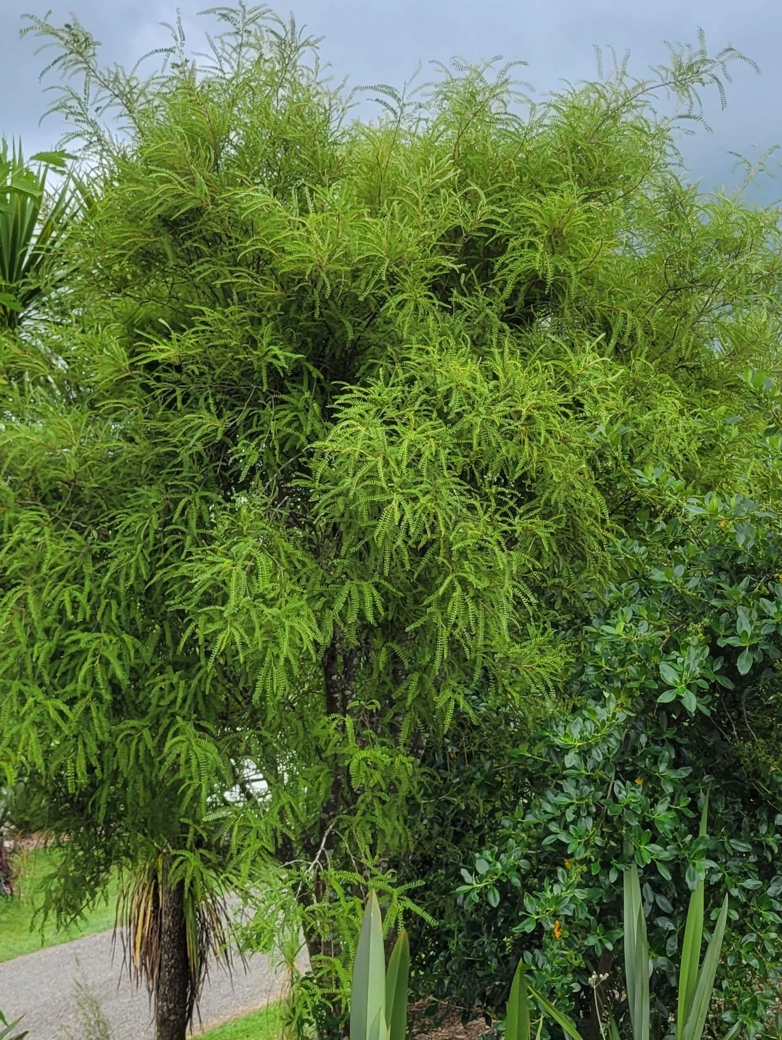 Nursery — Pūniu River Care | River Care Group & Native Plant Nursery