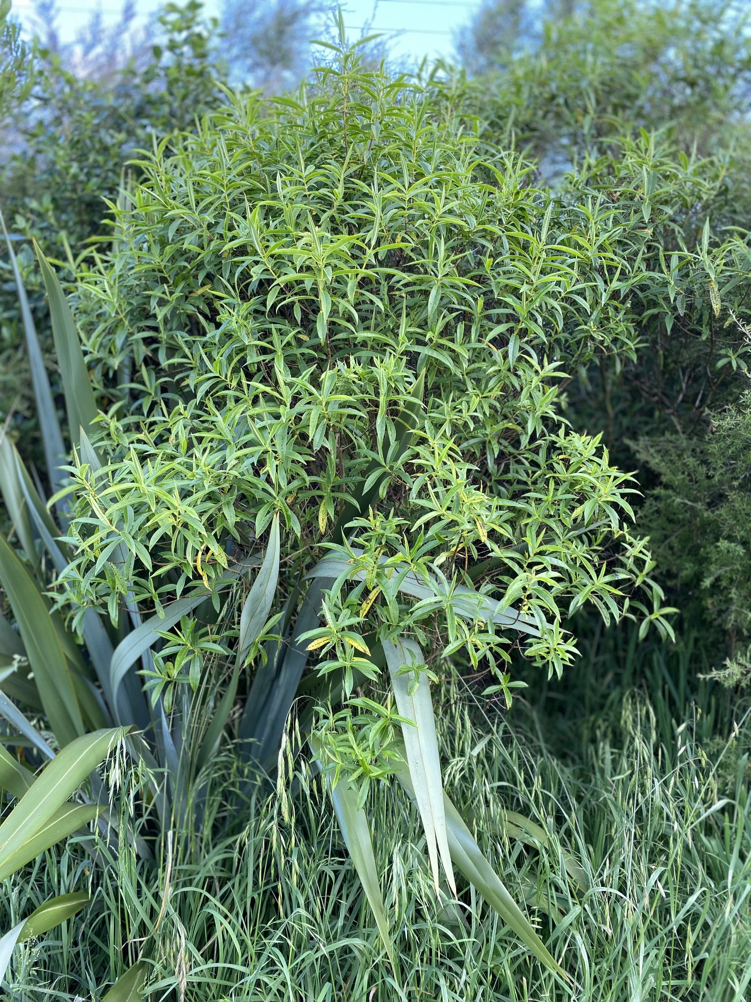 Nursery — Pūniu River Care