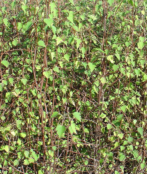 Nursery — Pūniu River Care | River Care Group & Native Plant Nursery