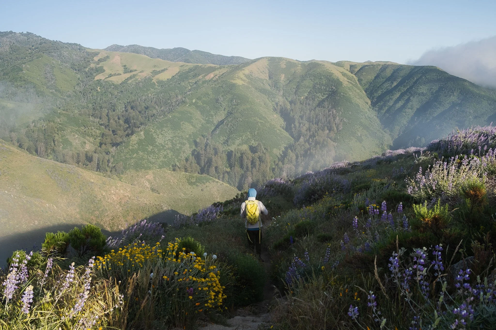 Wildflowers at Soberanes Canyon and Rocky Ridge Loop, Garrapata State Park