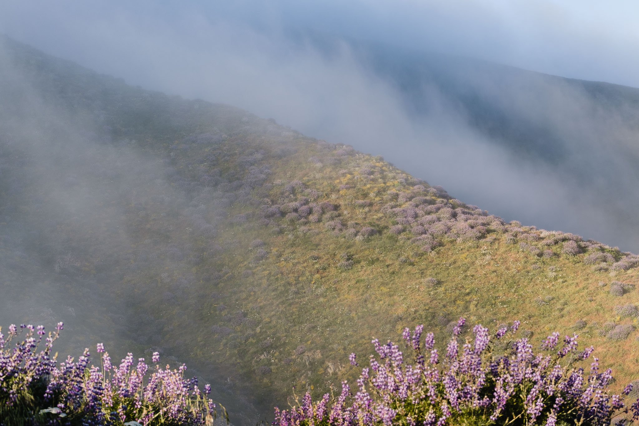 Wildflowers at Soberanes Canyon and Rocky Ridge Loop, Garrapata State Park