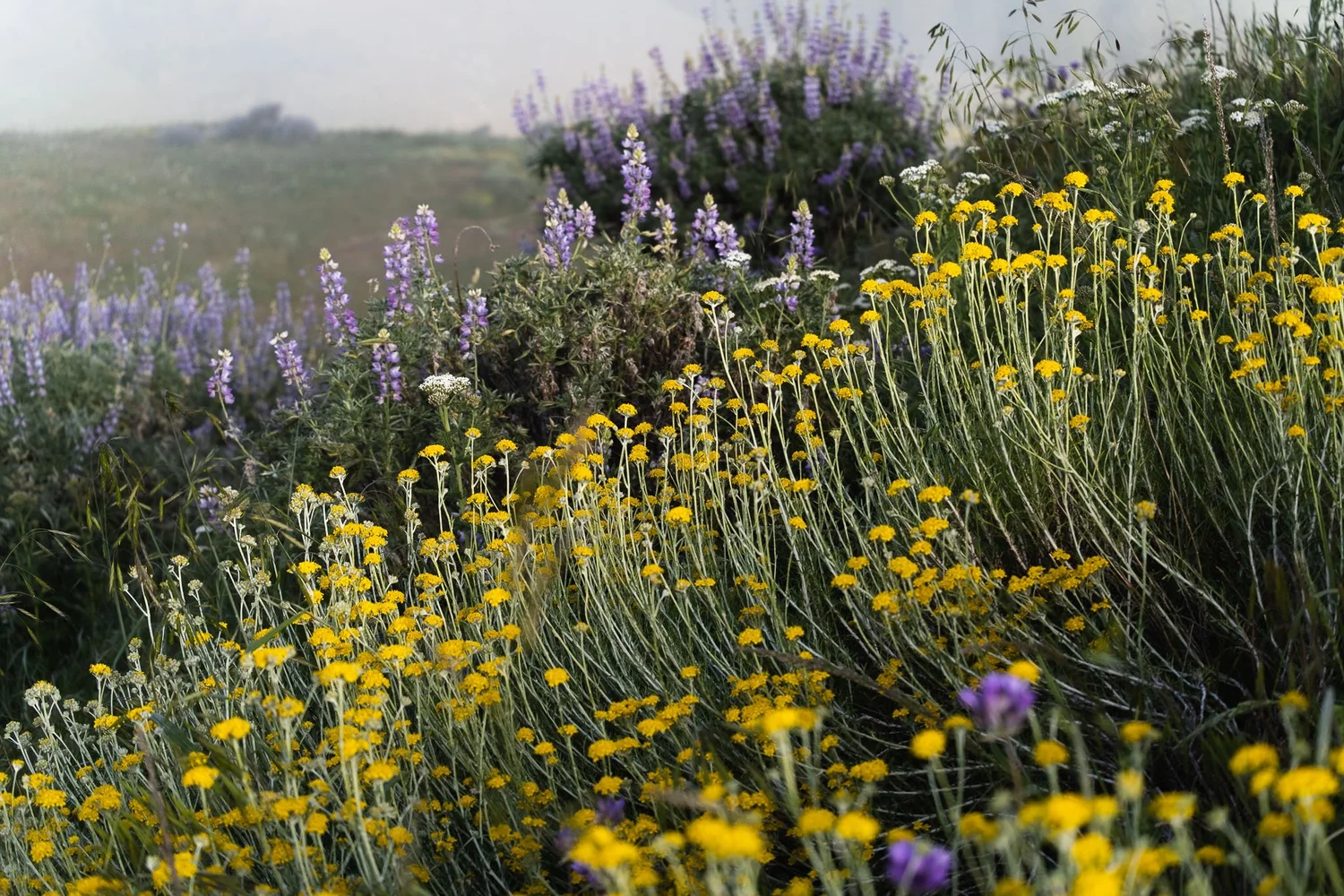 Wildflowers at Soberanes Canyon and Rocky Ridge Loop, Garrapata State Park
