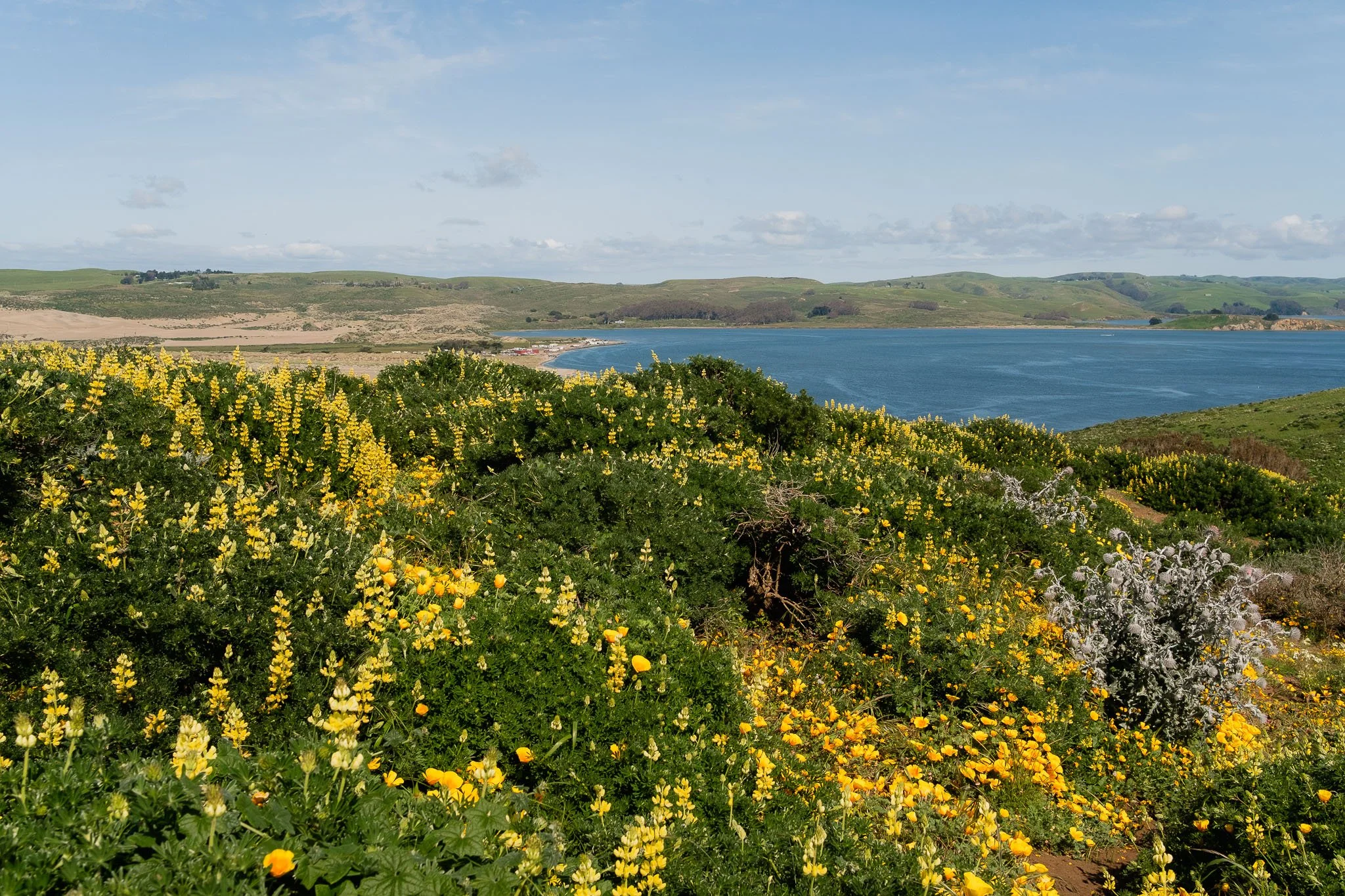 May Flowers at Tomales Point, Point Reyes National Seashore