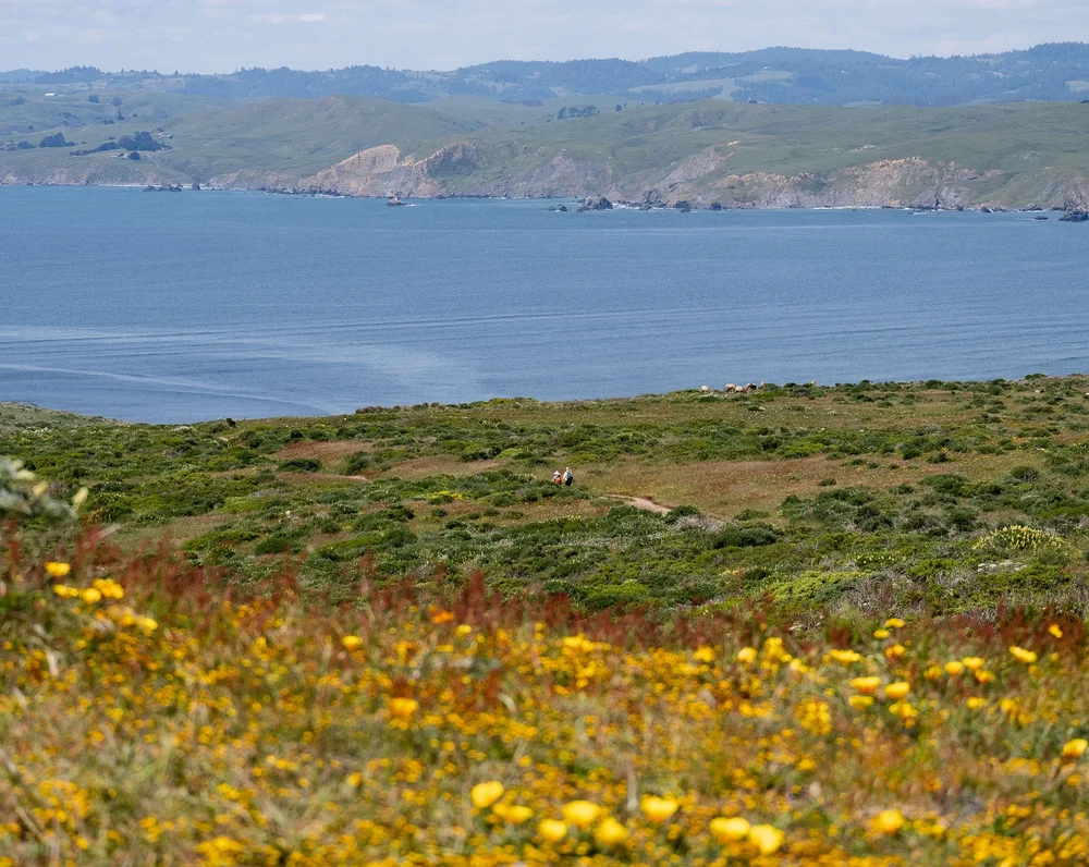 May Flowers at Tomales Point, Point Reyes National Seashore