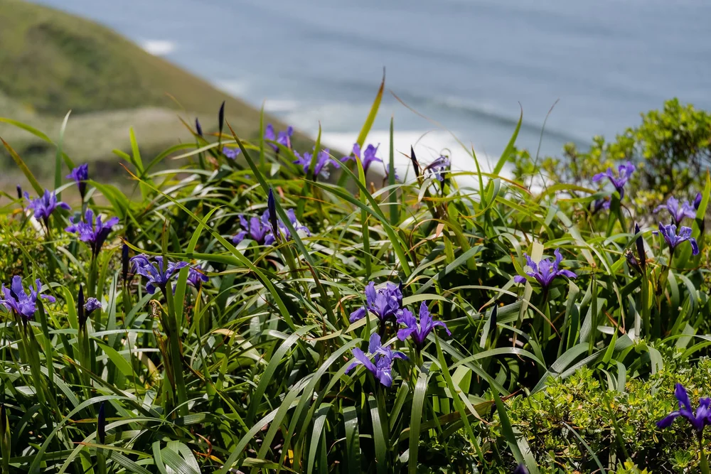 May Flowers at Tomales Point, Point Reyes National Seashore