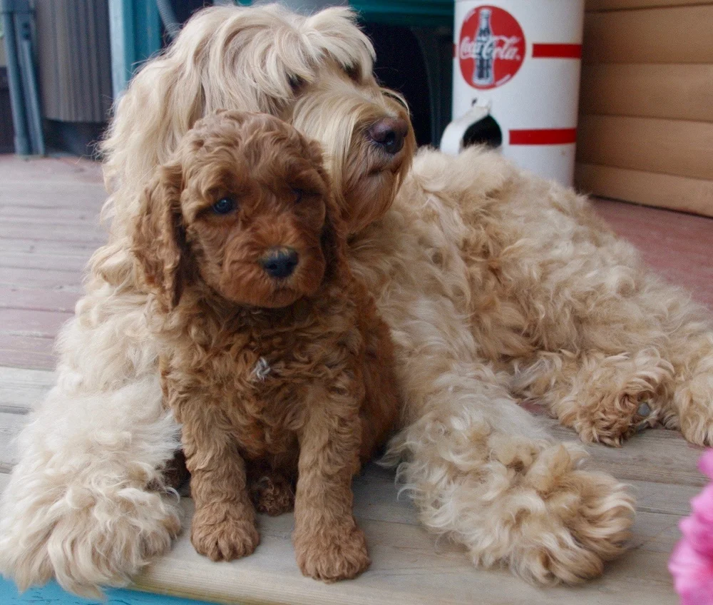 Take Home Package — Chase Creek Labradoodles