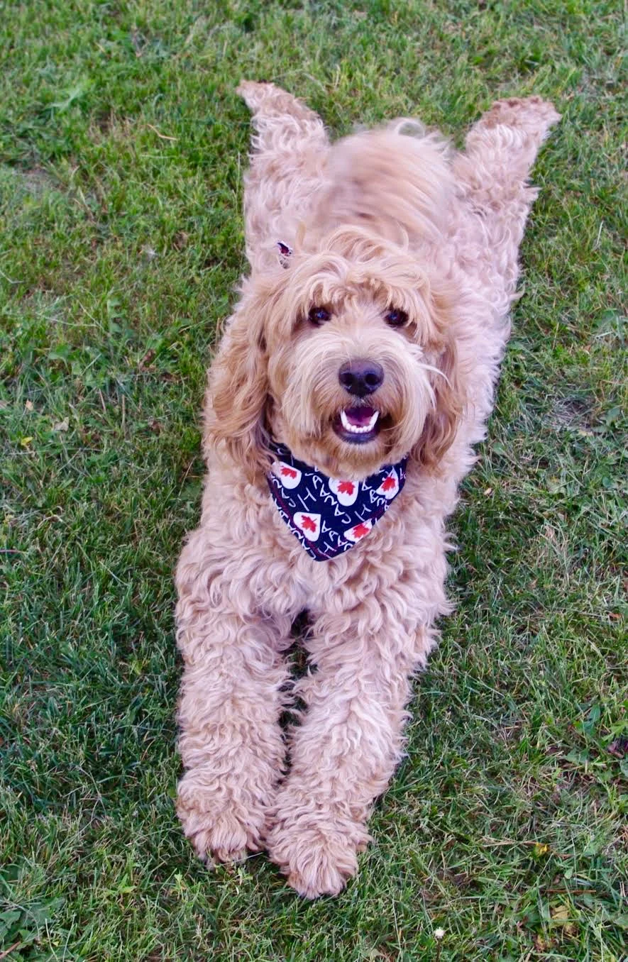 Australian Labradoodle Size