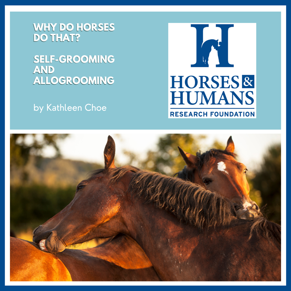 Why Do Horses Do That? — HHRF