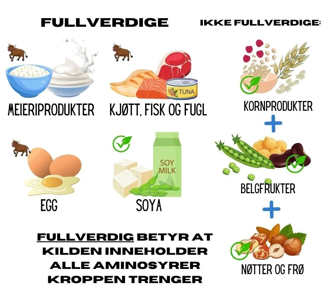 Protein for idrettsutøvere | Frontline Academy — Frontline Academy