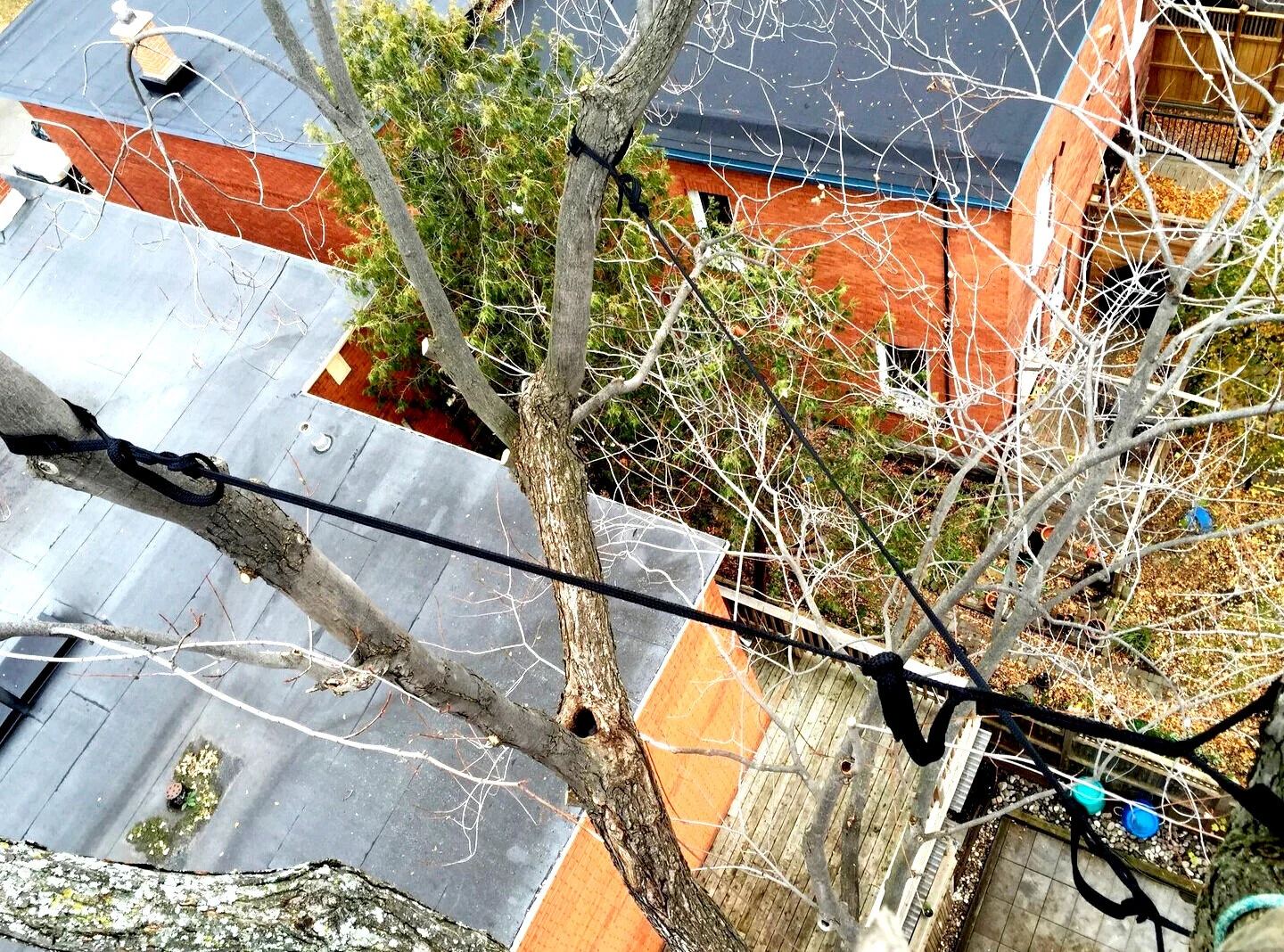 Capital Timber Company-Ottawa Tree Cabling